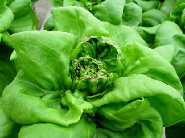 Solving Tip Burn in Hydroponic Lettuce – IGWorks